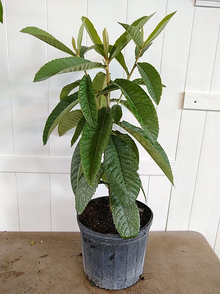 Loquat Edible Fruit Tree, Eriobotrya japonica | PlantVine