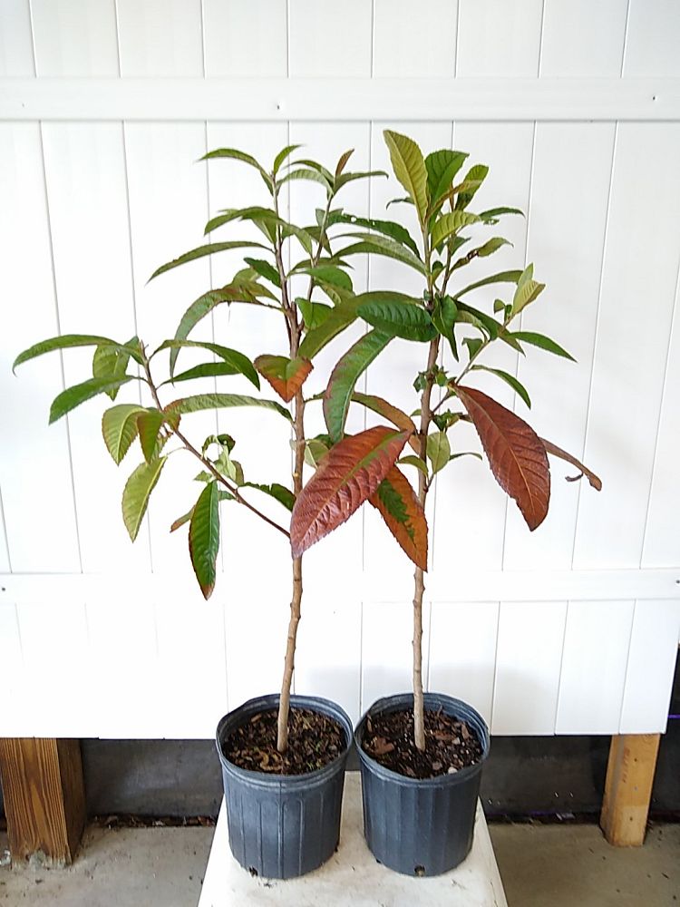 Loquat Edible Fruit Tree, Eriobotrya japonica | PlantVine