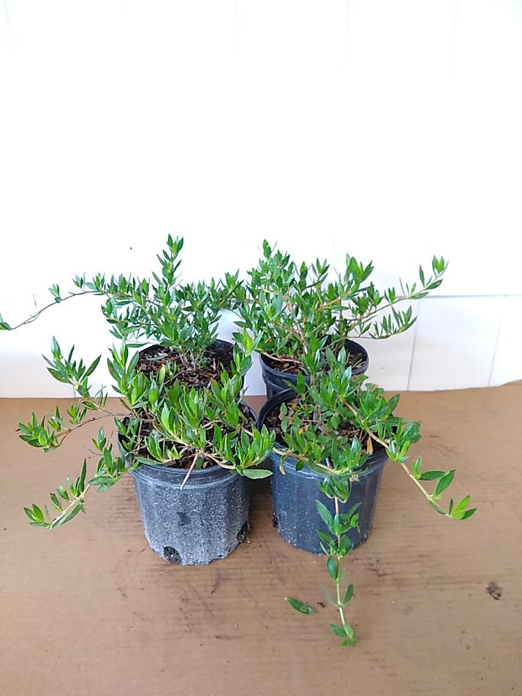 Ernodea littoralis, Golden Beach Creeper | PlantVine