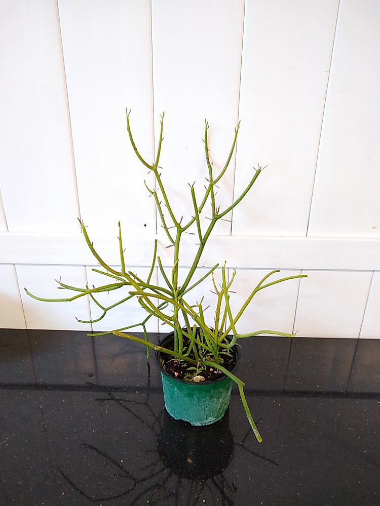 Euphorbia tirucalli, Cactus Pencil Tree | PlantVine