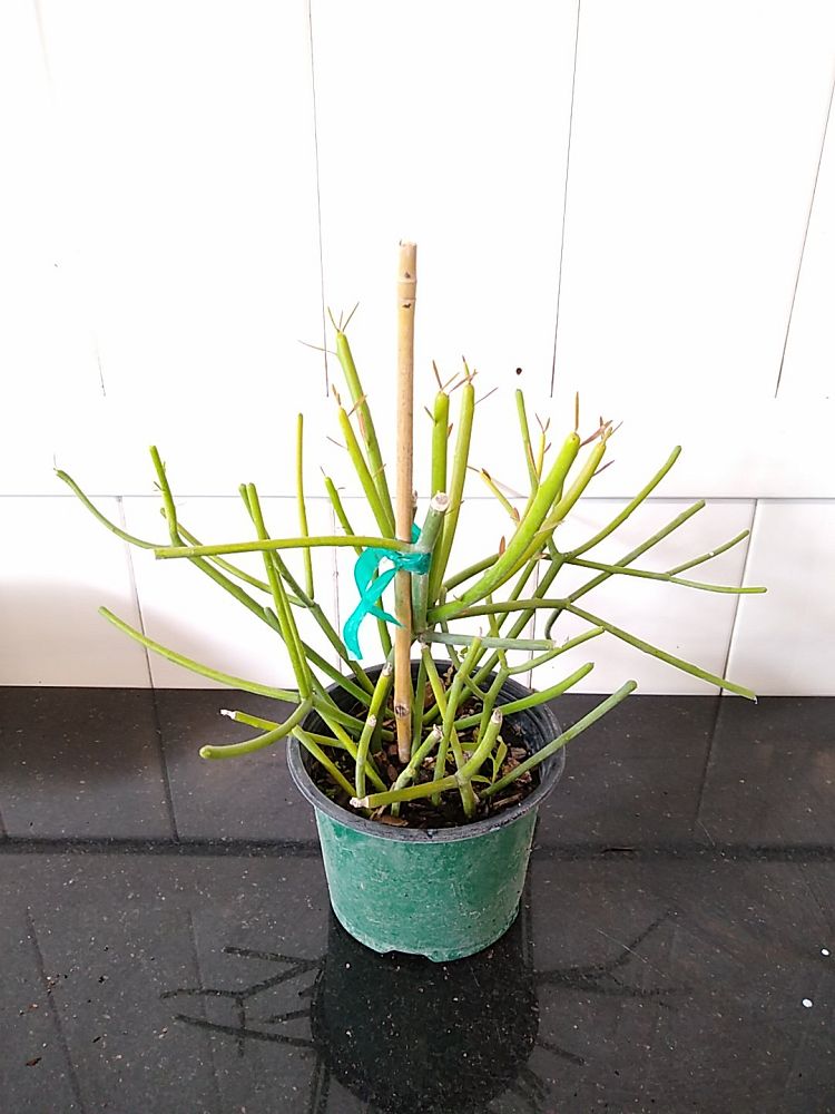 Euphorbia tirucalli, Cactus Pencil Tree | PlantVine