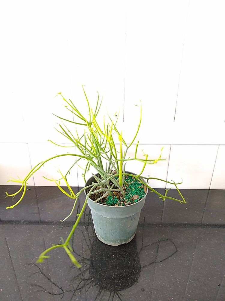 Euphorbia tirucalli, Cactus Pencil Tree | PlantVine