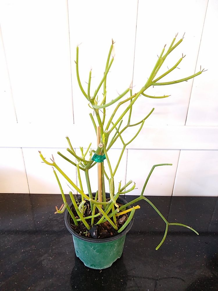 Euphorbia tirucalli, Cactus Pencil Tree | PlantVine