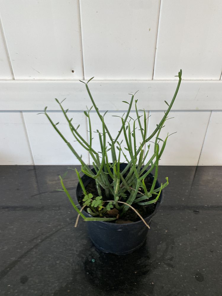 Euphorbia tirucalli, Cactus Pencil Tree | PlantVine