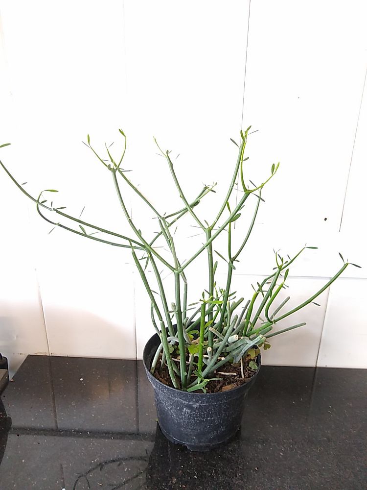 Euphorbia tirucalli, Cactus Pencil Tree | PlantVine