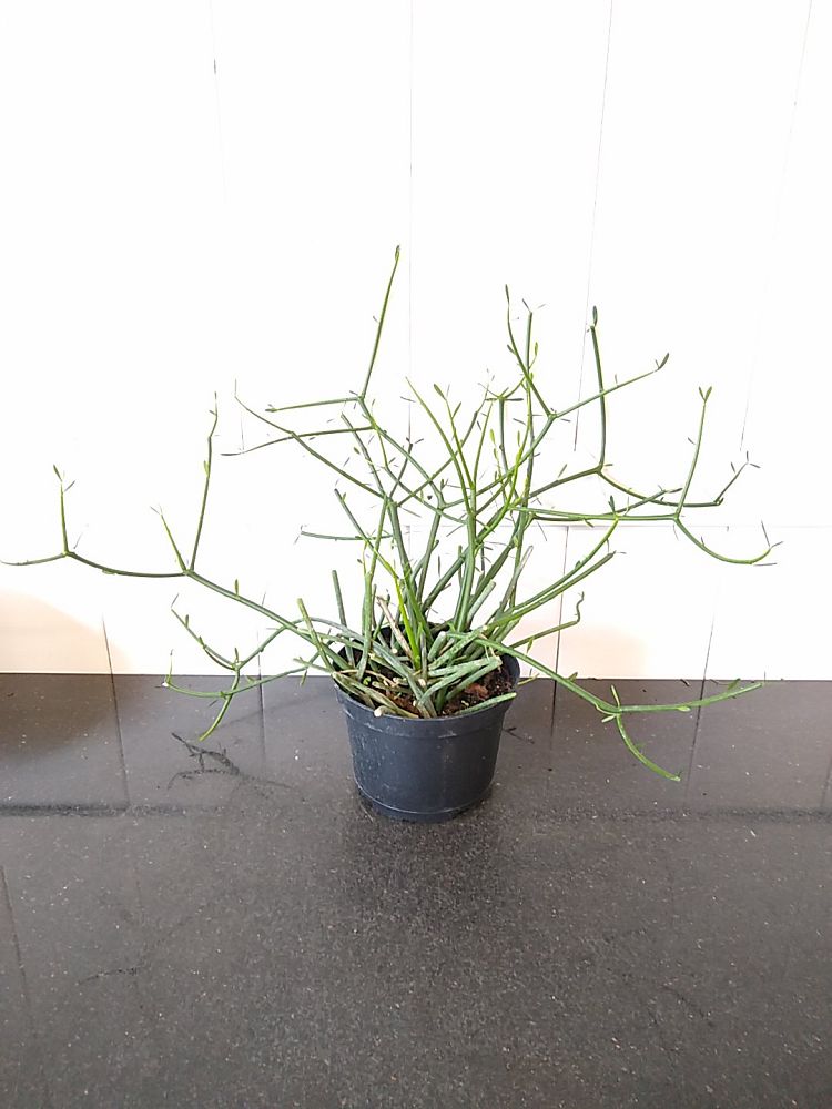 Euphorbia tirucalli, Cactus Pencil Tree | PlantVine