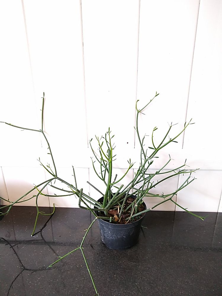 Euphorbia tirucalli, Cactus Pencil Tree | PlantVine