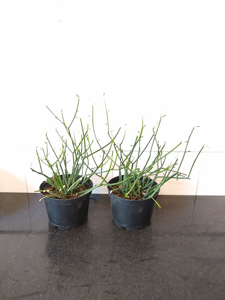 Euphorbia tirucalli, Cactus Pencil Tree | PlantVine