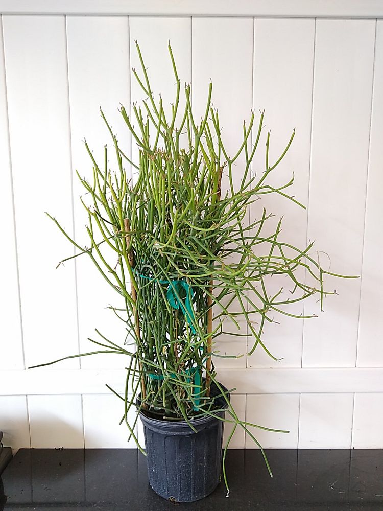 Pencil Cactus Tree | PlantVine