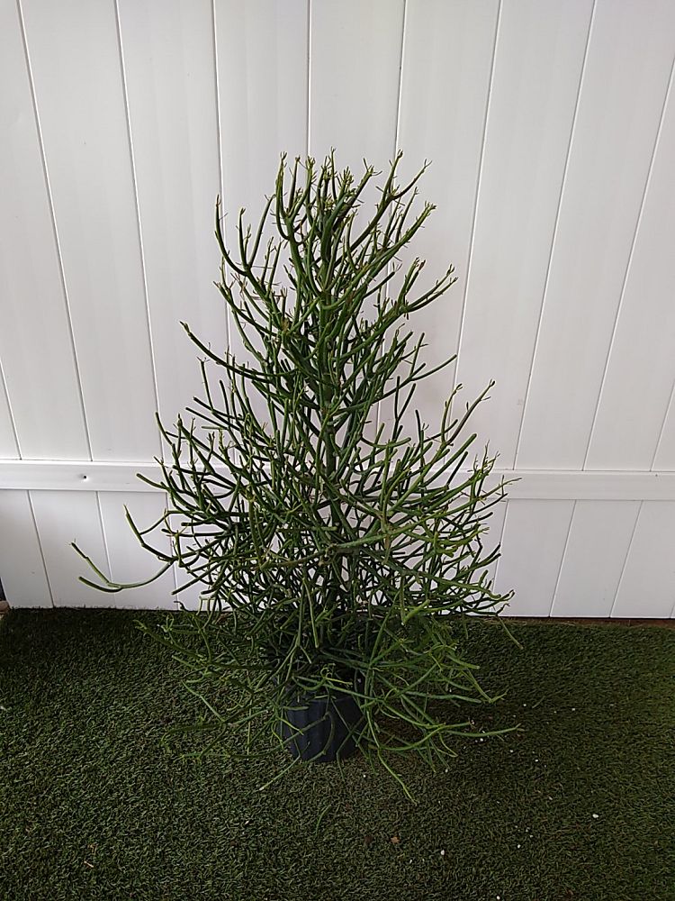 Green Pencil Cactus | PlantVine