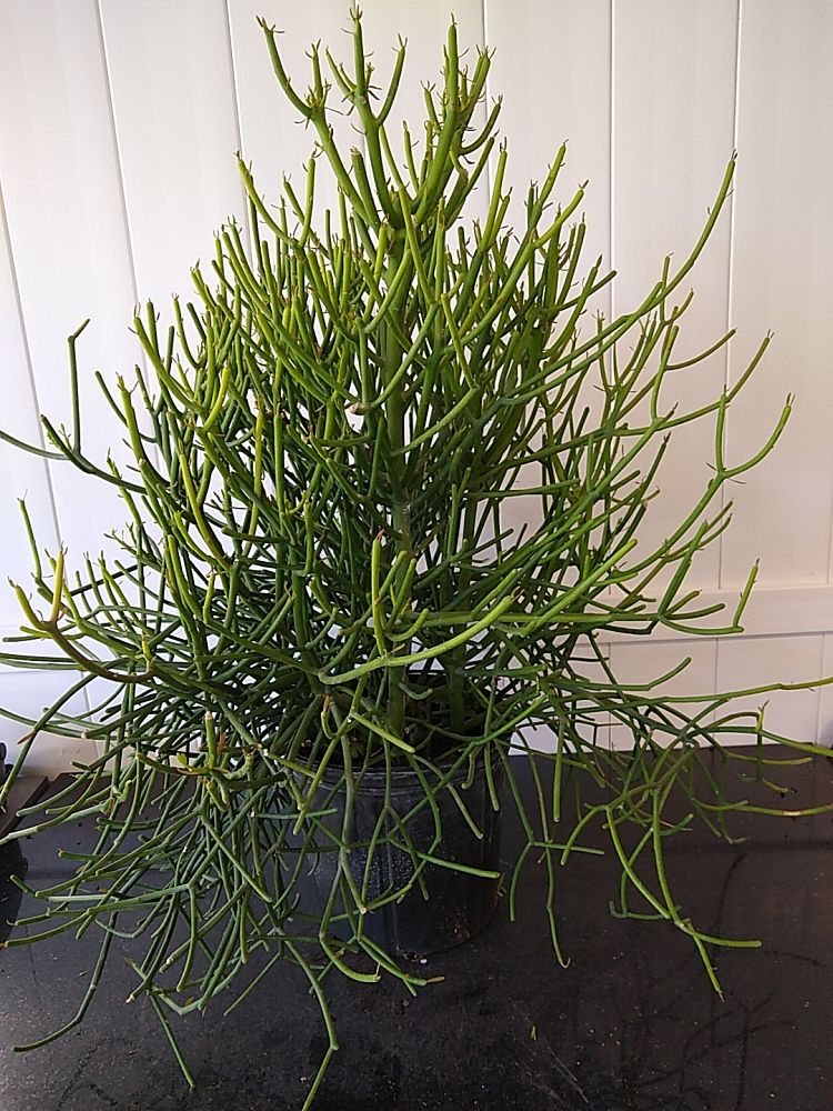 Green Pencil Cactus | PlantVine