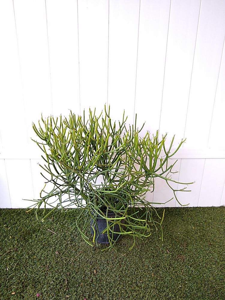 Green Pencil Cactus | PlantVine