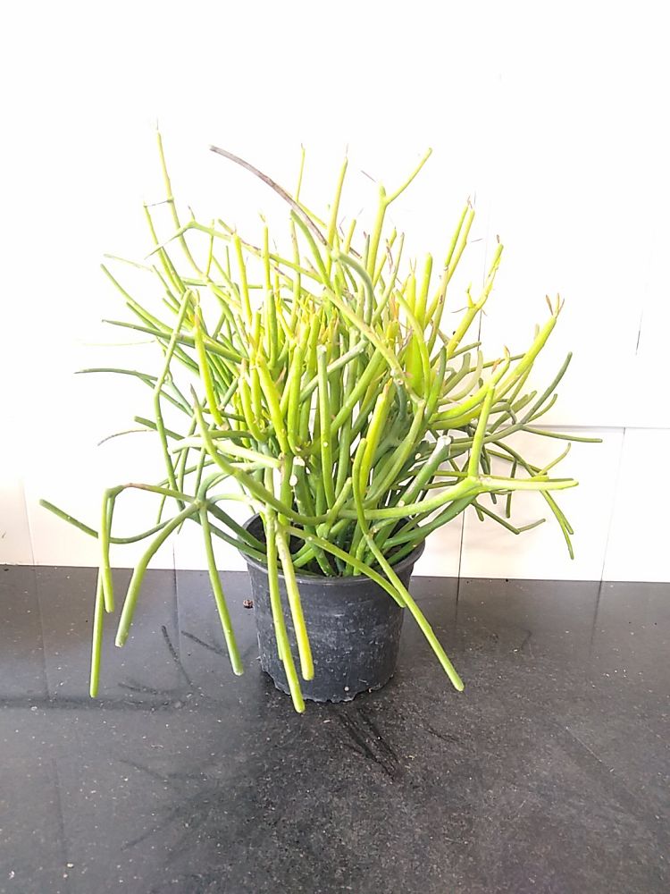 Green Pencil Cactus | PlantVine