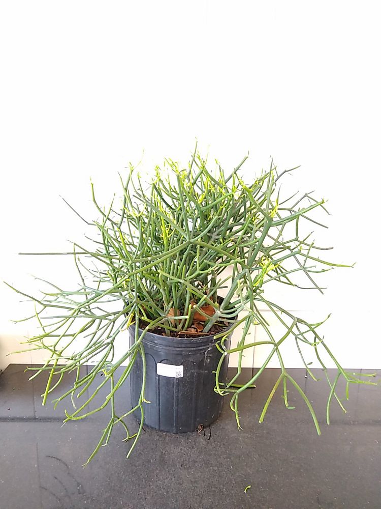 Green Pencil Cactus | PlantVine