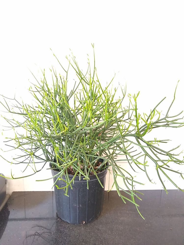 Green Pencil Cactus | PlantVine