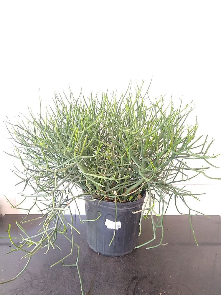 Green Pencil Cactus | PlantVine