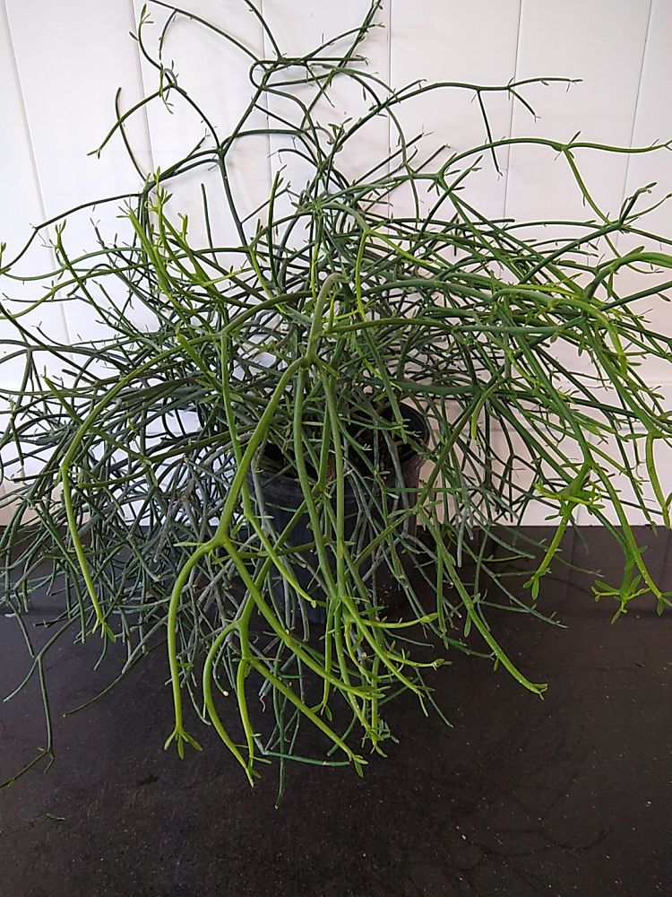 Green Pencil Cactus | PlantVine