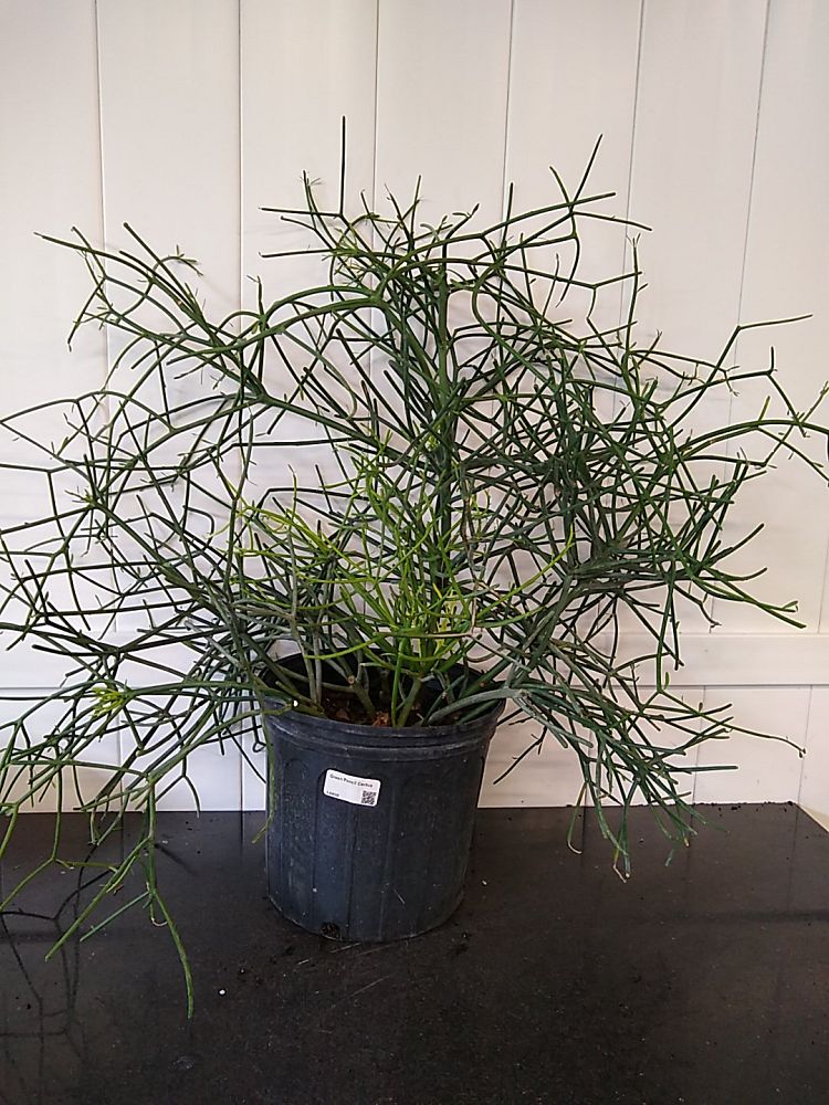 Green Pencil Cactus | PlantVine