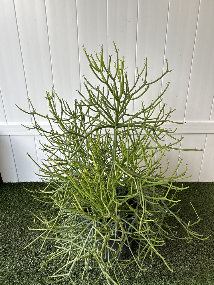 Green Pencil Cactus | PlantVine