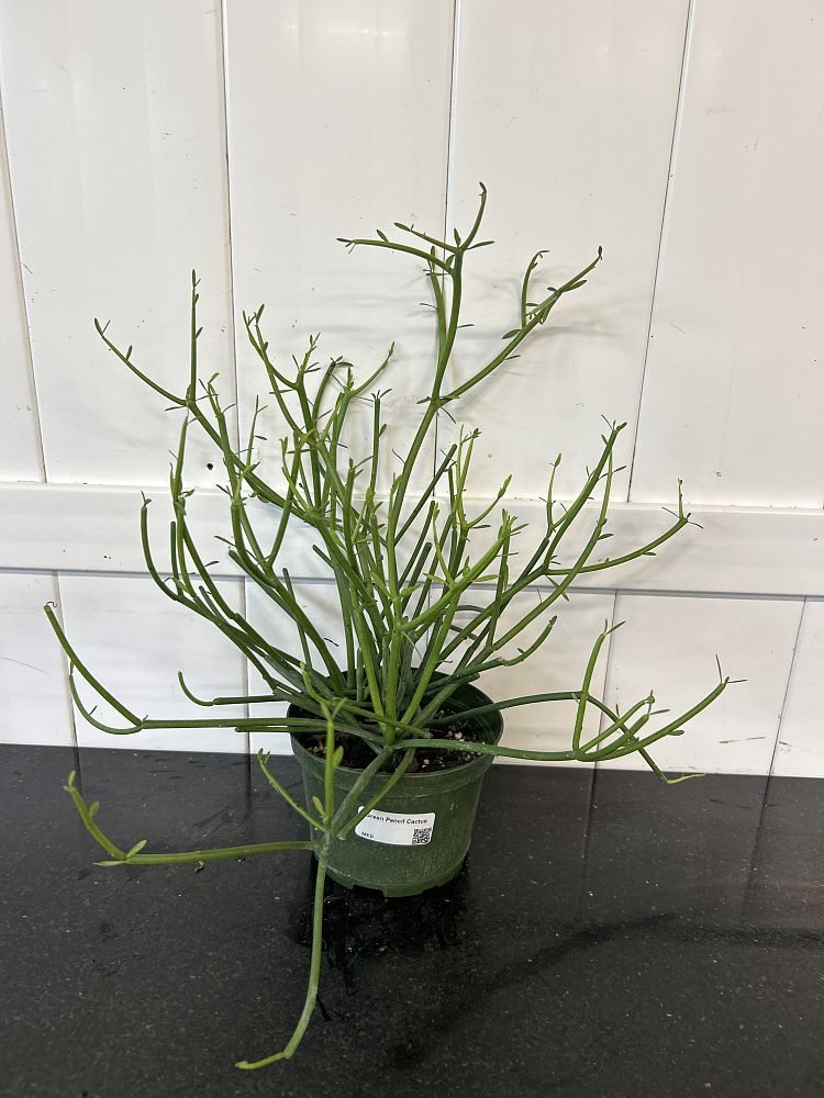 Green Pencil Cactus | PlantVine