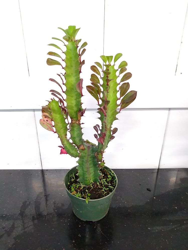 Royal Red Cathedral Cactus | PlantVine