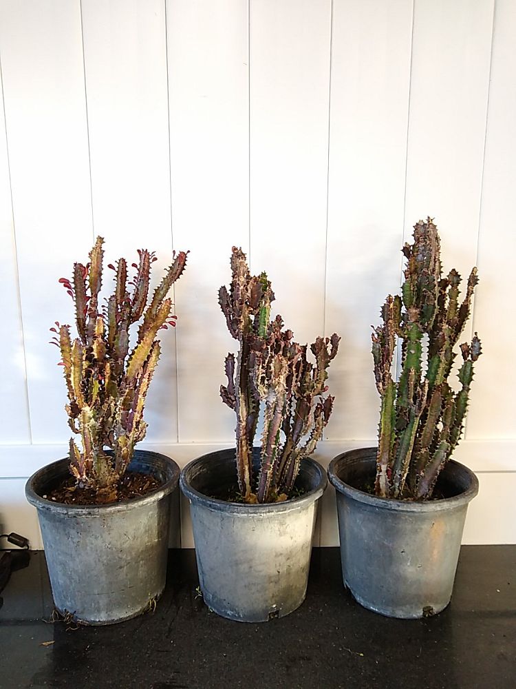 Red Cathedral Cactus with Meseta Planter | PlantVine