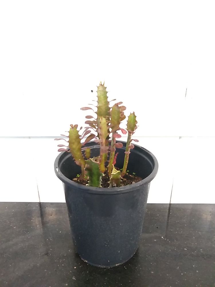 Red Cathedral Cactus with Meseta Planter | PlantVine