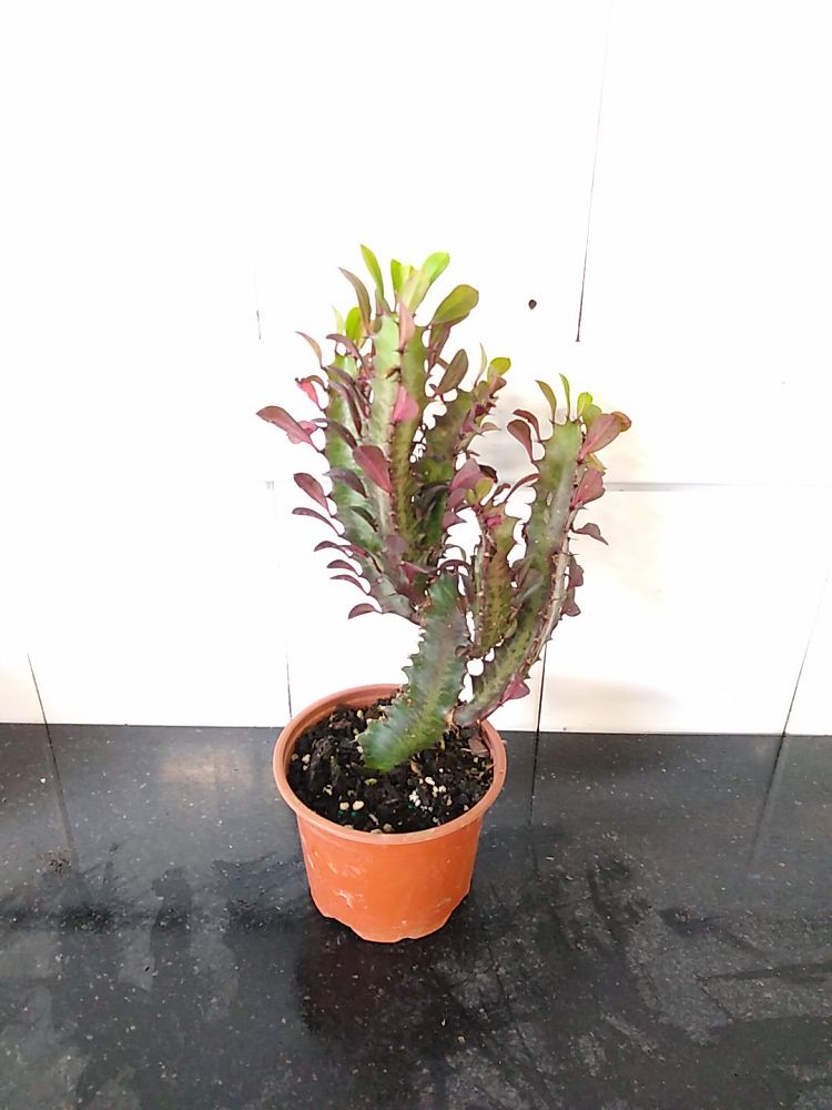 Royal Red Cathedral Cactus | PlantVine