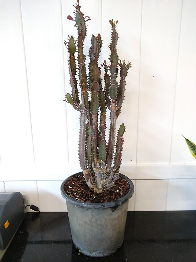 Red Cathedral Cactus with Meseta Planter | PlantVine