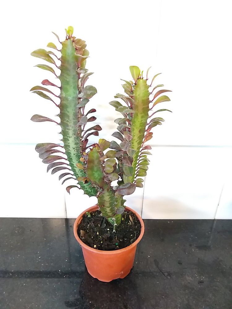Red Cathedral Cactus with Meseta Planter | PlantVine