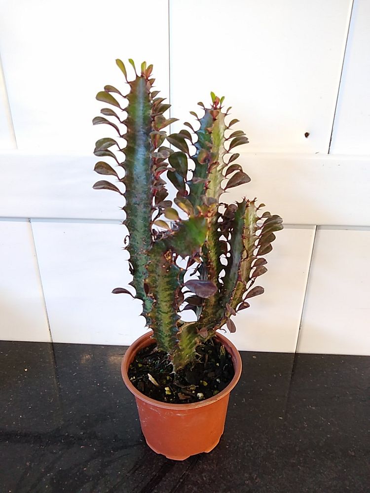 Red Cathedral Cactus with Meseta Planter | PlantVine