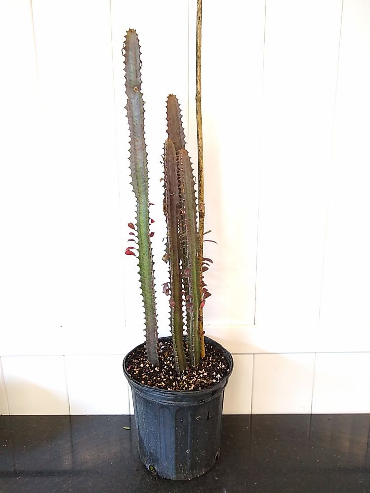 Royal Red Cathedral Cactus | PlantVine