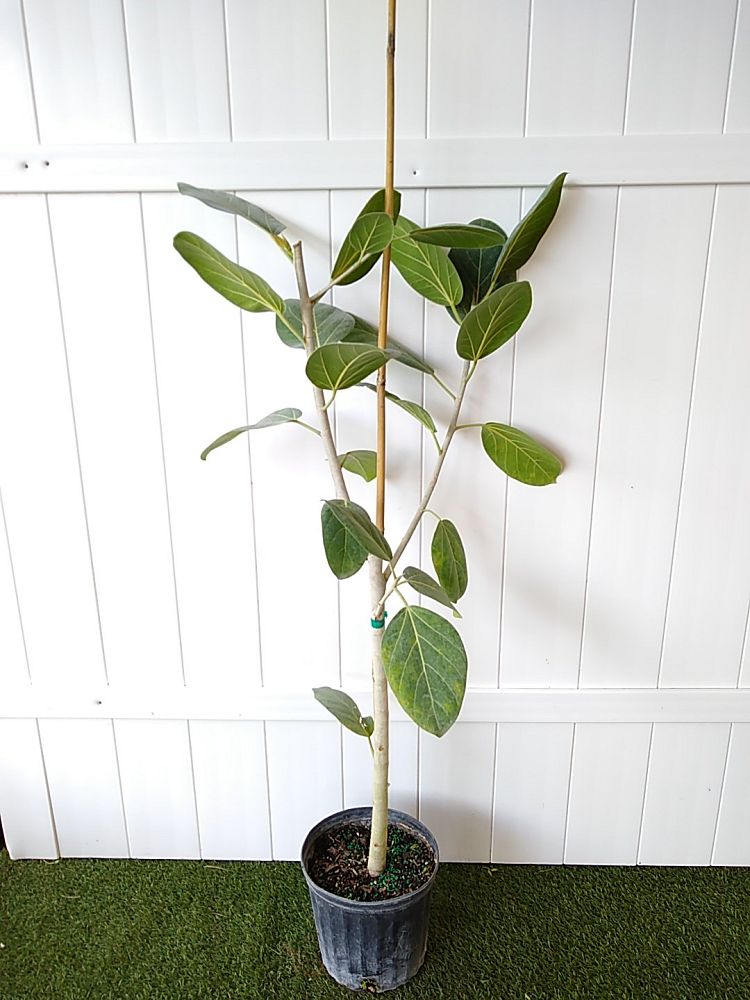 Ficus ‘Audrey’, Bengal Fig | PlantVine
