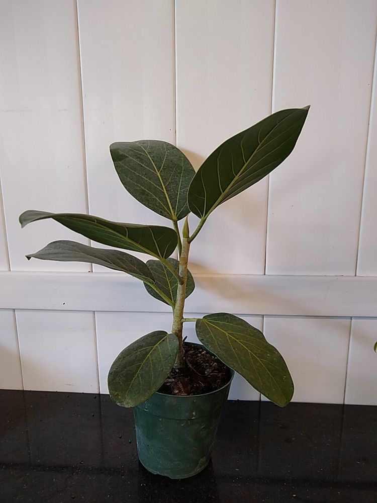 Ficus ‘Audrey’, Bengal Fig | PlantVine