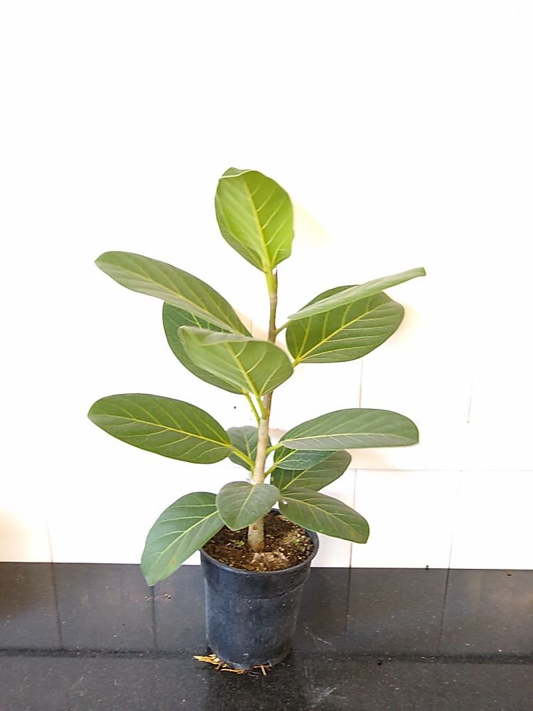Ficus ‘Audrey’, Bengal Fig | PlantVine