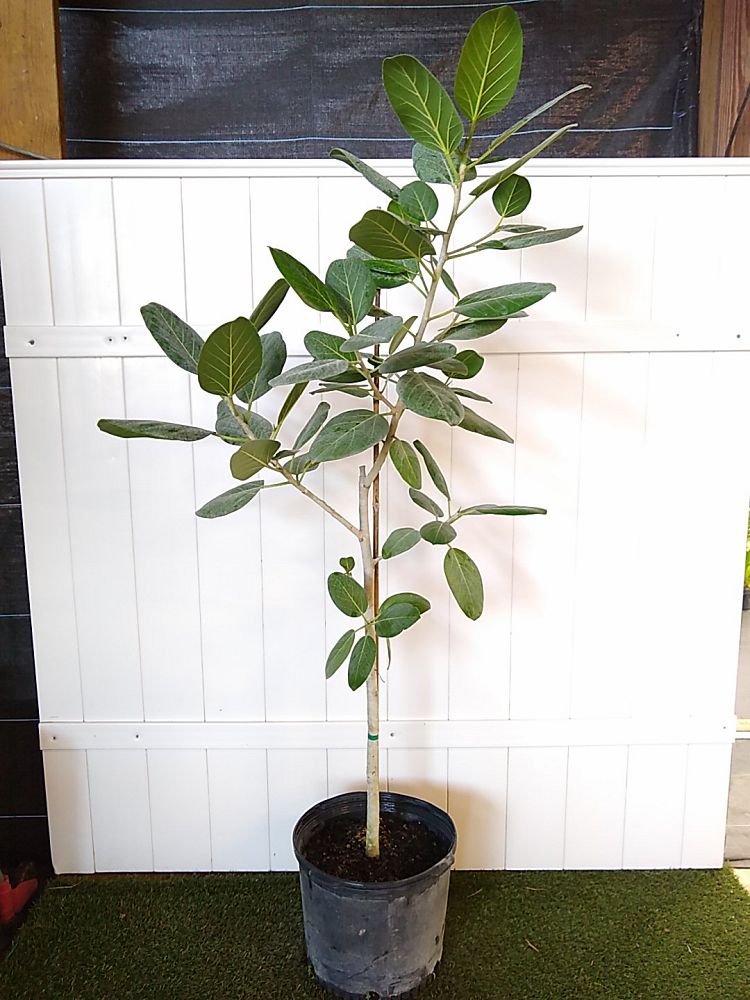 Ficus ‘Audrey’, Bengal Fig | PlantVine