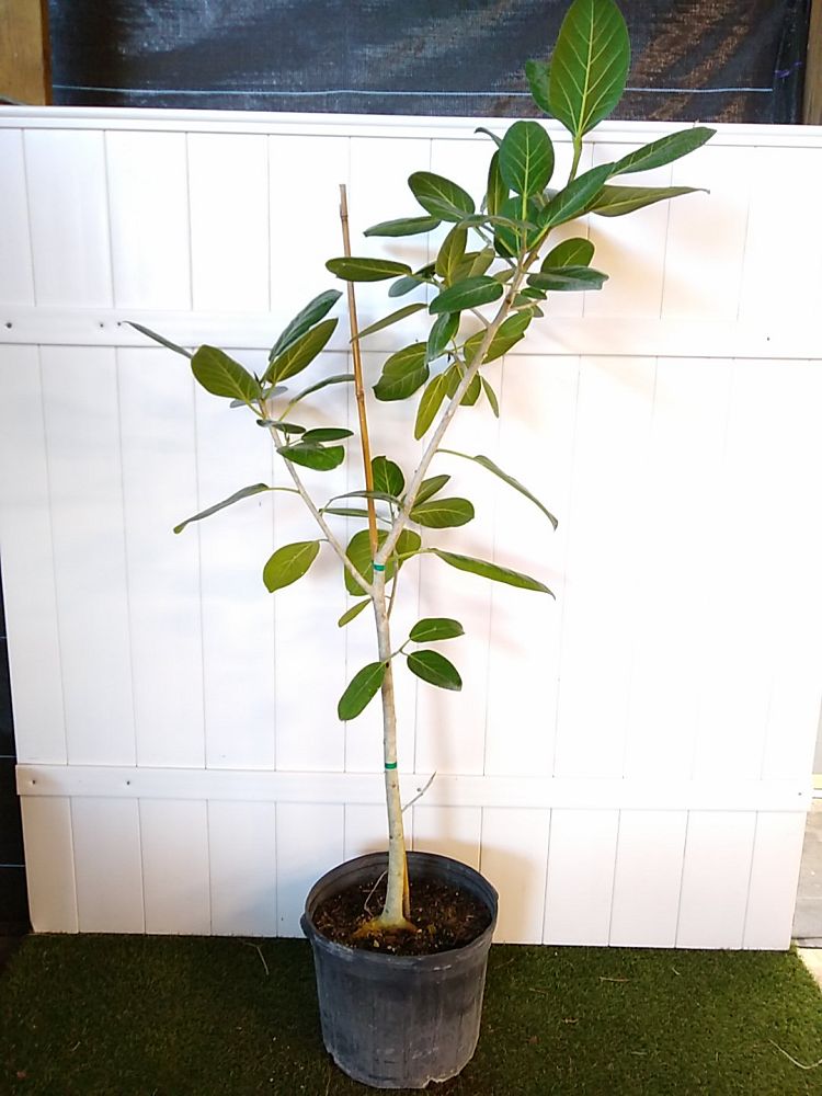 Ficus ‘Audrey’, Bengal Fig | PlantVine