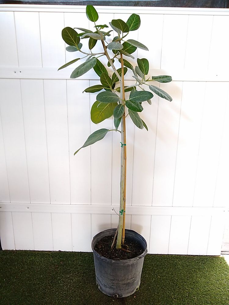 Ficus ‘Audrey’, Bengal Fig | PlantVine
