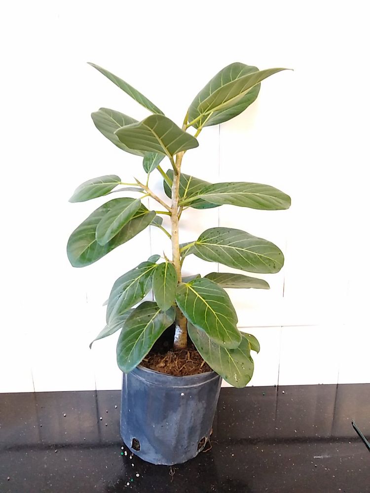Ficus ‘Audrey’, Bengal Fig | PlantVine