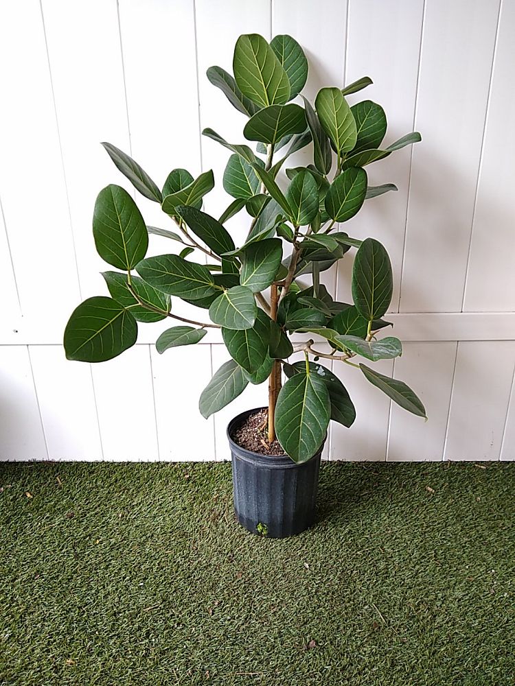 Ficus benghalensis ‘Audrey’ | PlantVine