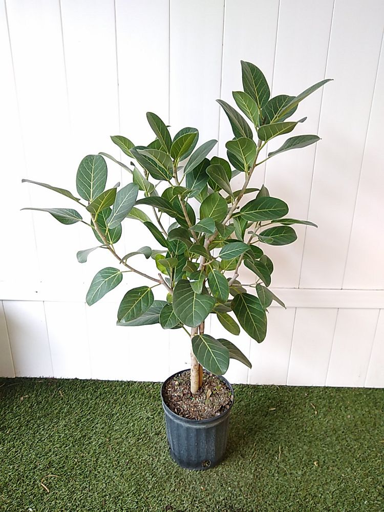 Ficus benghalensis ‘Audrey’ | PlantVine
