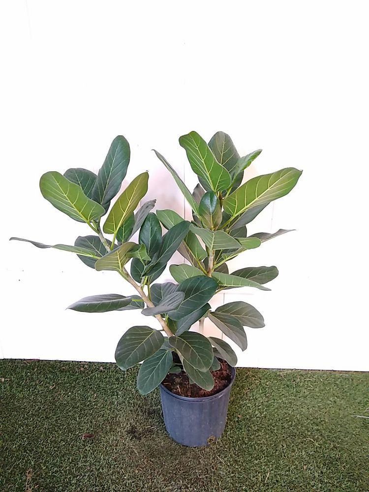 Ficus benghalensis ‘Audrey’ | PlantVine