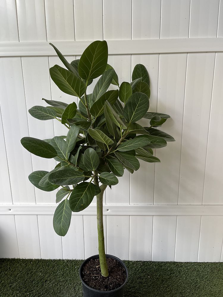 Ficus Audrey | PlantVine