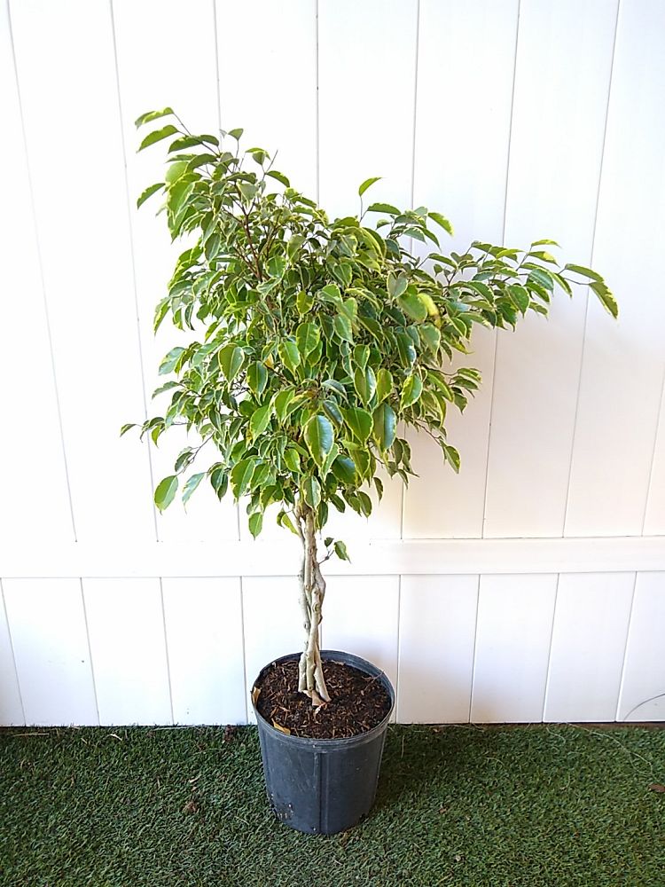 Ficus benjamina ‘Variegata’ | PlantVine