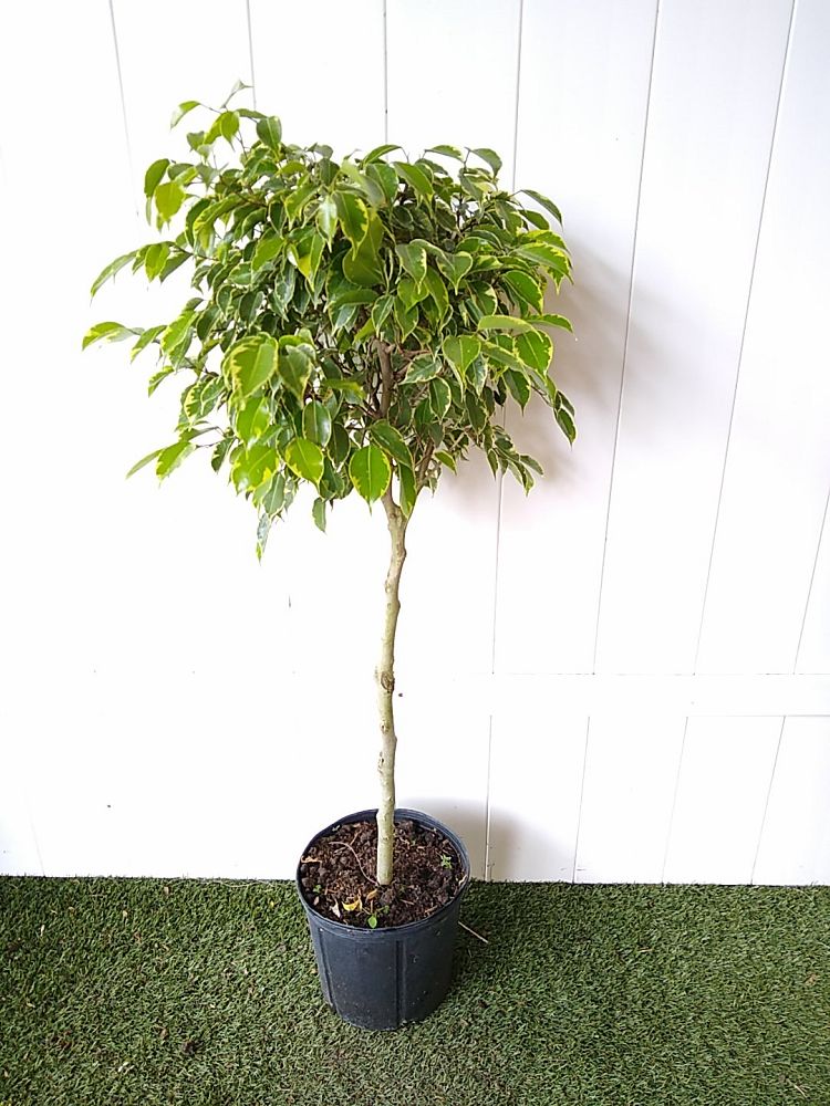 Ficus benjamina ‘Variegata’ | PlantVine