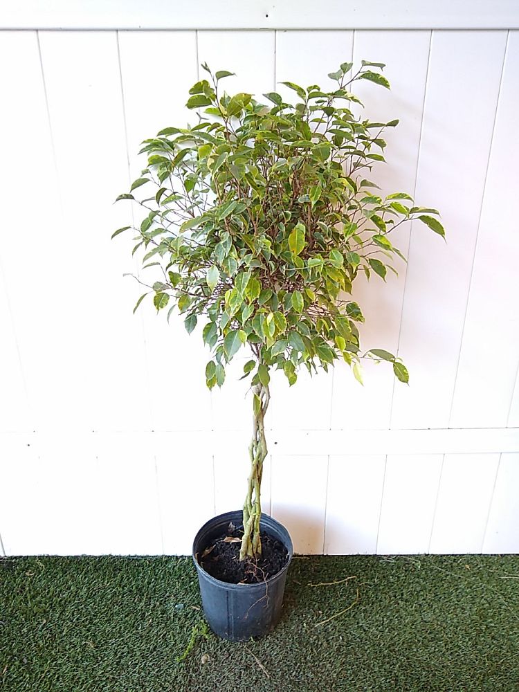 Ficus benjamina ‘Variegata’ | PlantVine