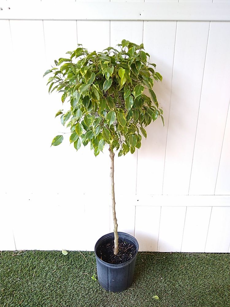 Ficus benjamina ‘Variegata’ | PlantVine