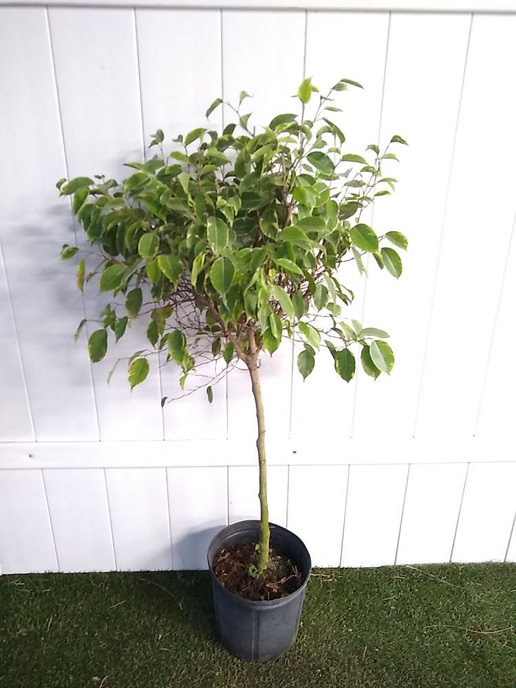 Ficus benjamina ‘Variegata’ | PlantVine