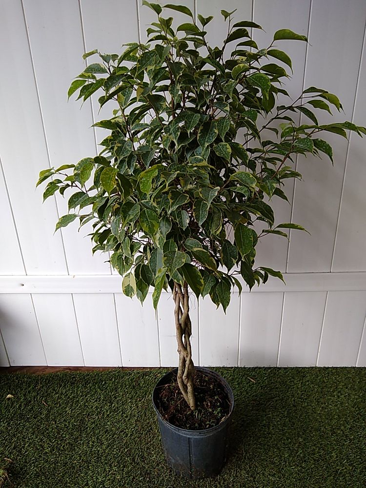 Ficus benjamina ‘Variegata’ | PlantVine
