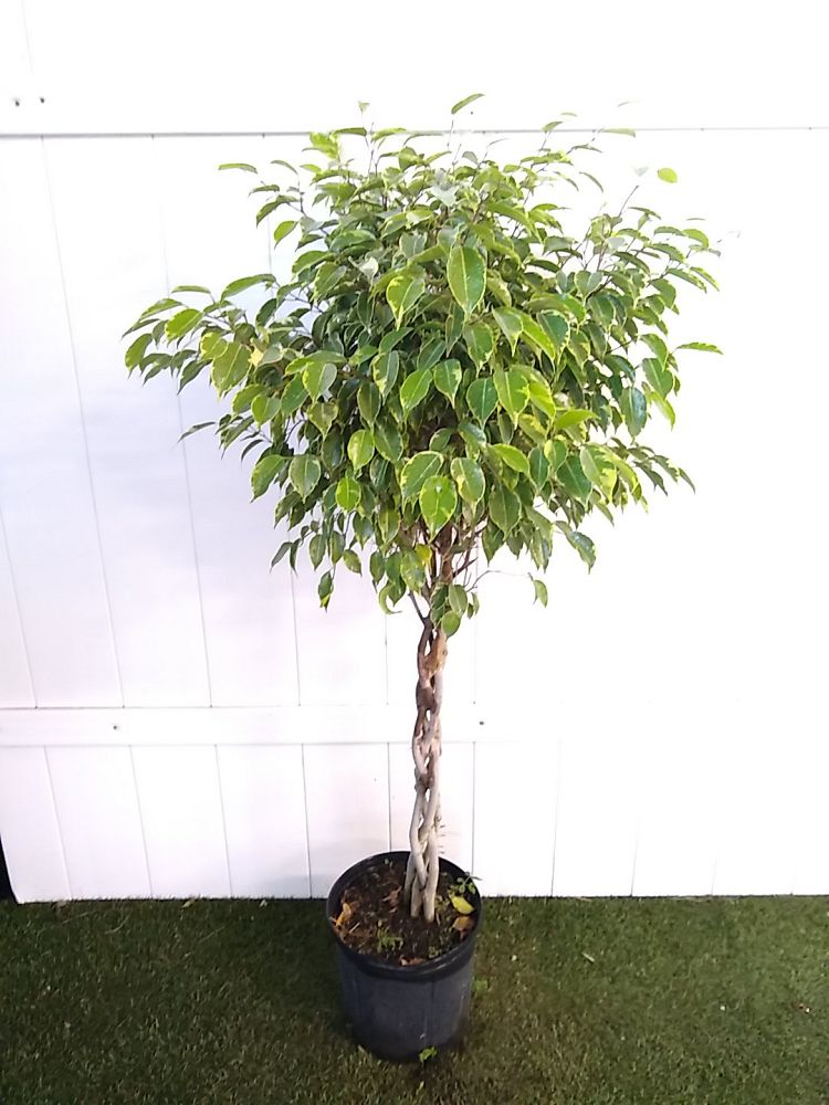 Ficus benjamina ‘Variegata’ | PlantVine